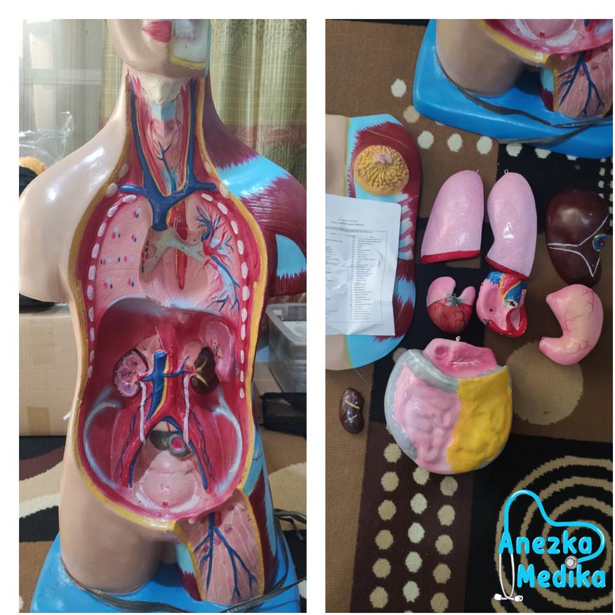 Jual PHANTOM/MANEKIN/MANIKIN/ORGAN TUBUH MANUSIA TORSO WANITA/TORSO ...