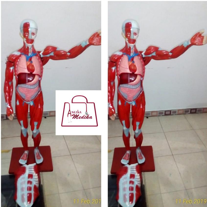 Jual PHANTOM/MANIKIN/MANEKIN/MODEL OTOT/TUBUH MANUSIA dari omahstore ...