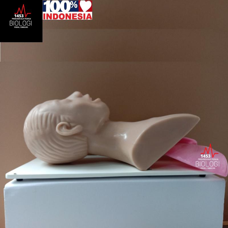 Jual Produsen Alat Peraga Phantom Manikin ETT Airway|Manekin Intubasi ...